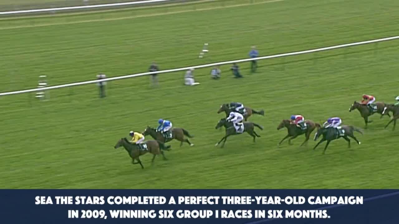 Horses That Made History: Magnificent Sea The Stars was one of a kind